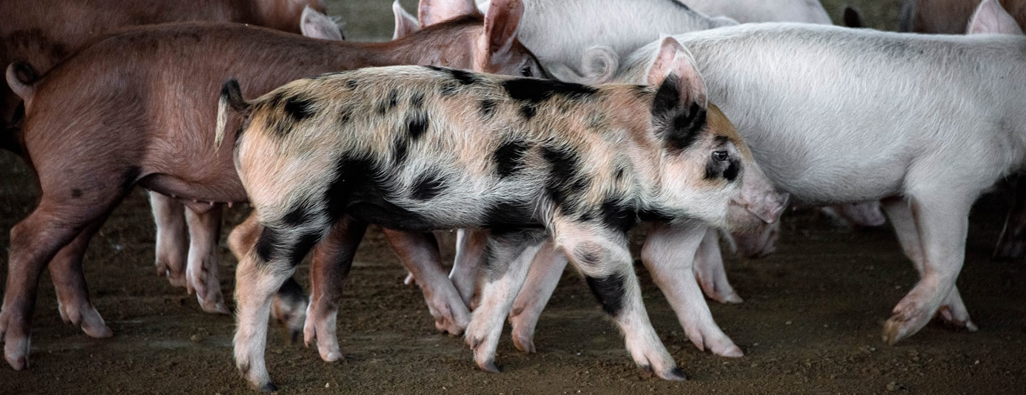 Baby Beef, Lamb & Hog Sale | Windsor Fair